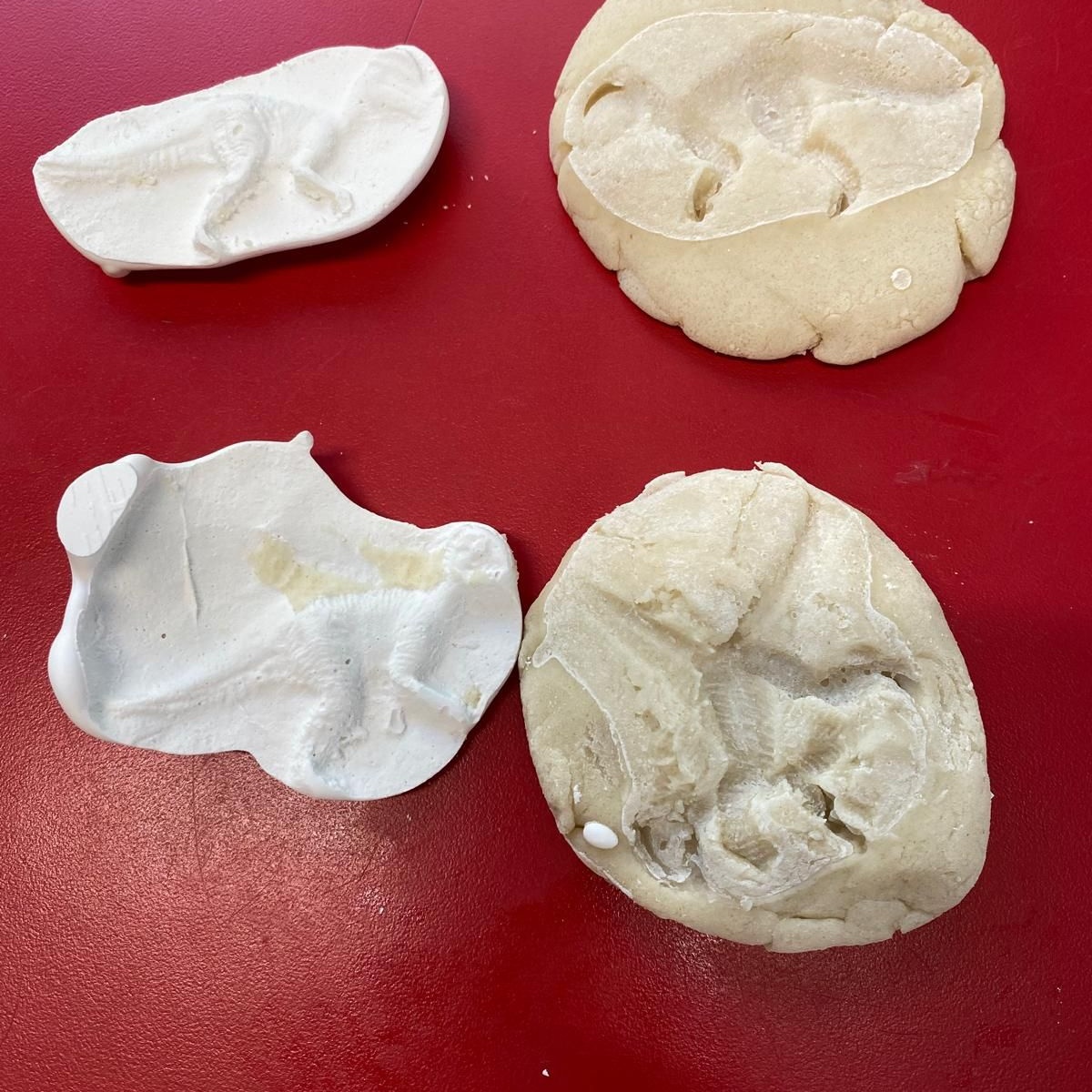 Fair Field Junior School - Fossils made in science lessons